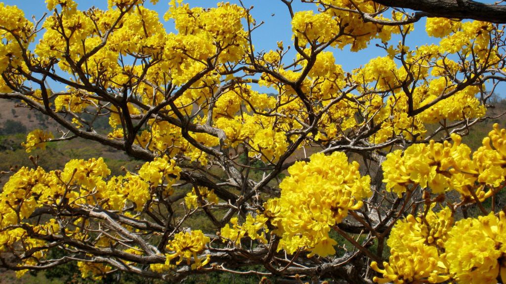 yellow-tab - Club Care of Florida