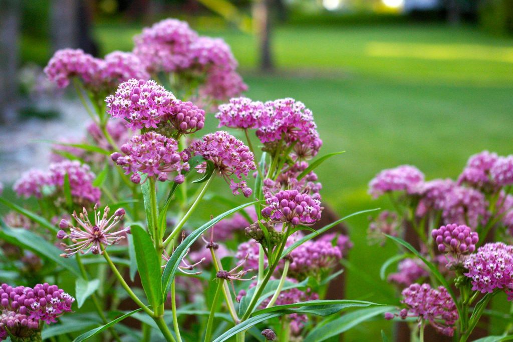 swamp-milkweed - Club Care of Florida