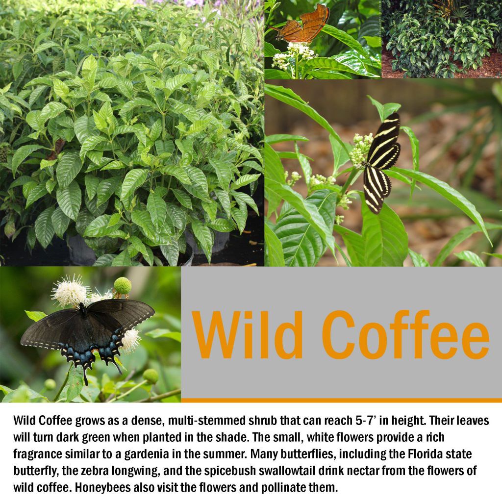 wild-coffee - Club Care of Florida