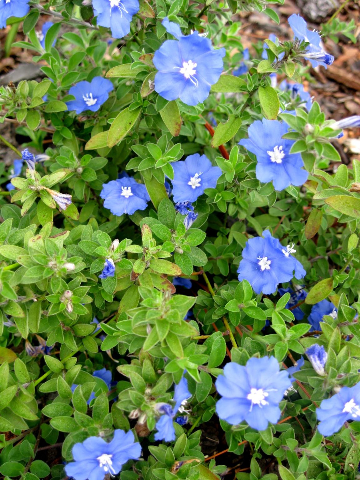 Blue Daze - Club Care of Florida