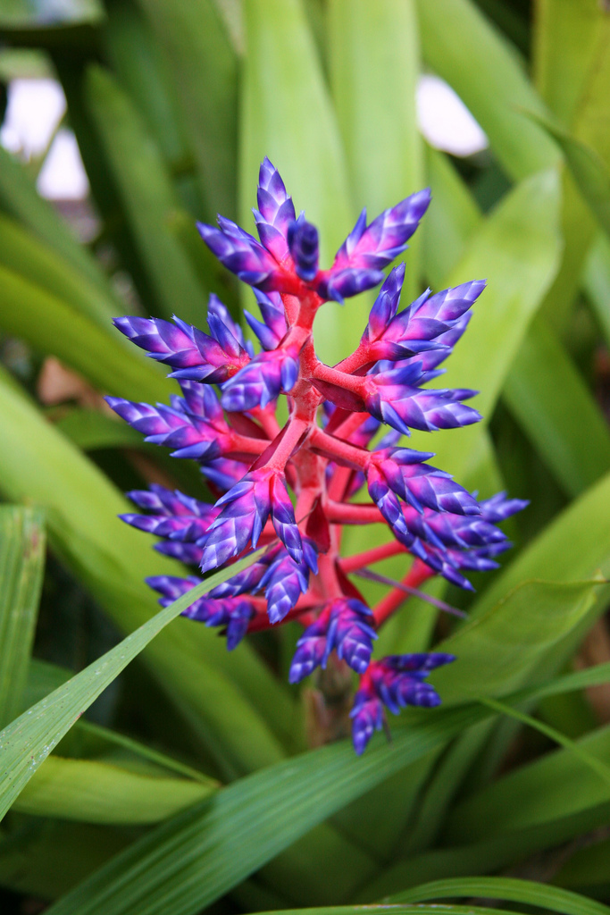 Blue Tango - Club Care of Florida